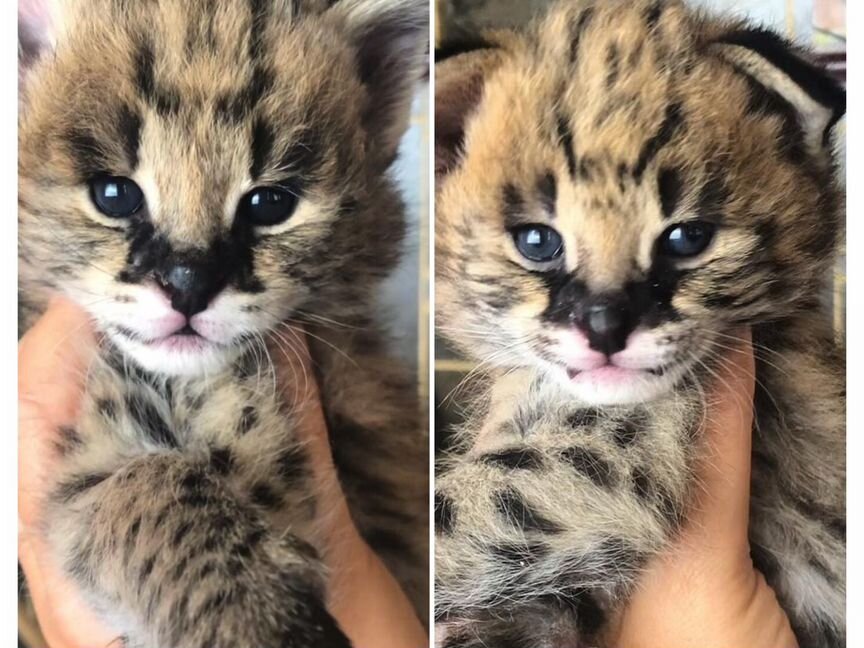 Саванна котята ручные