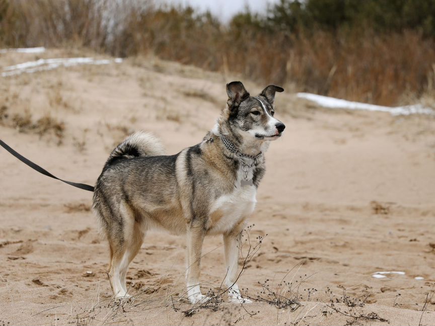 Пёс ищет дом