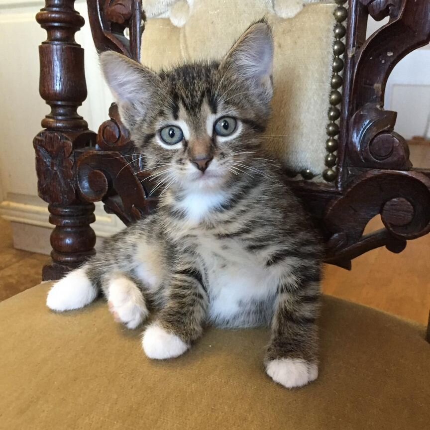 Котенок 1,5 месяца.Тигровый табби.К лотку приучены