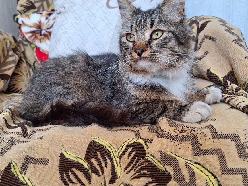 Кошка