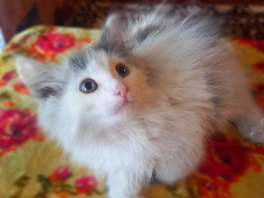 Котенок пушистый в добрые руки