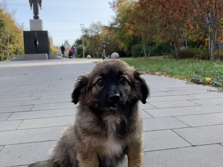 Щенок Фиалка ищет дом