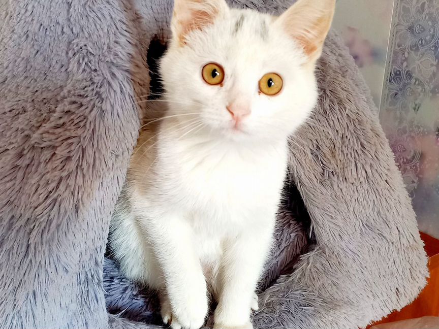 Каспер ищет дом