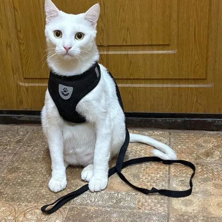 Взрослая, кошка в добрые руки