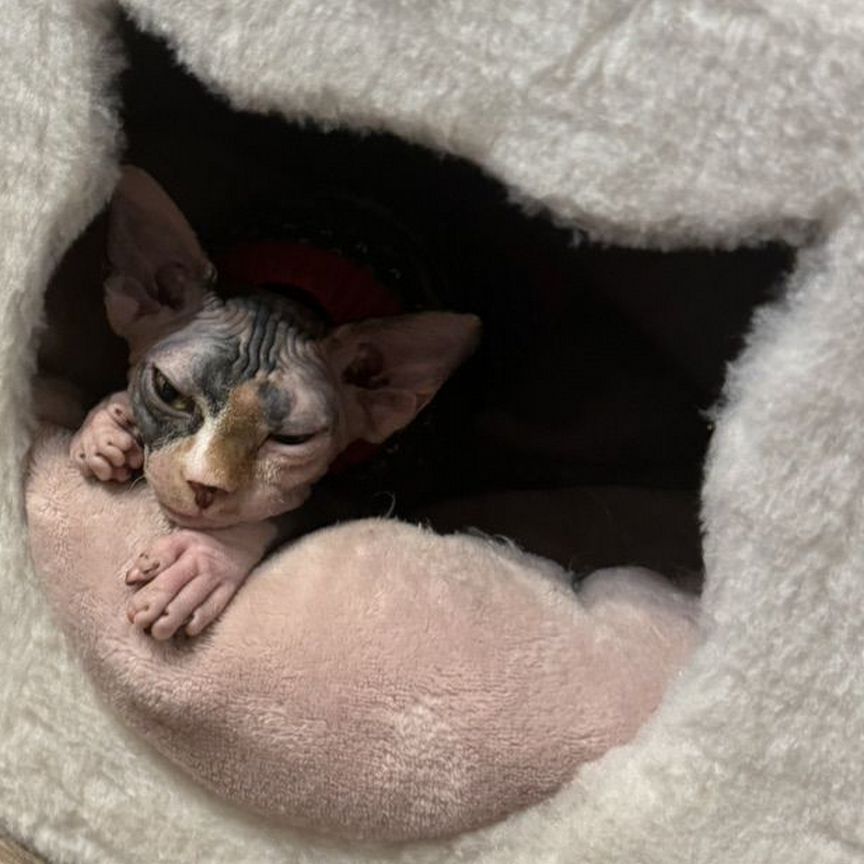 Котенок сфинкс в дар
