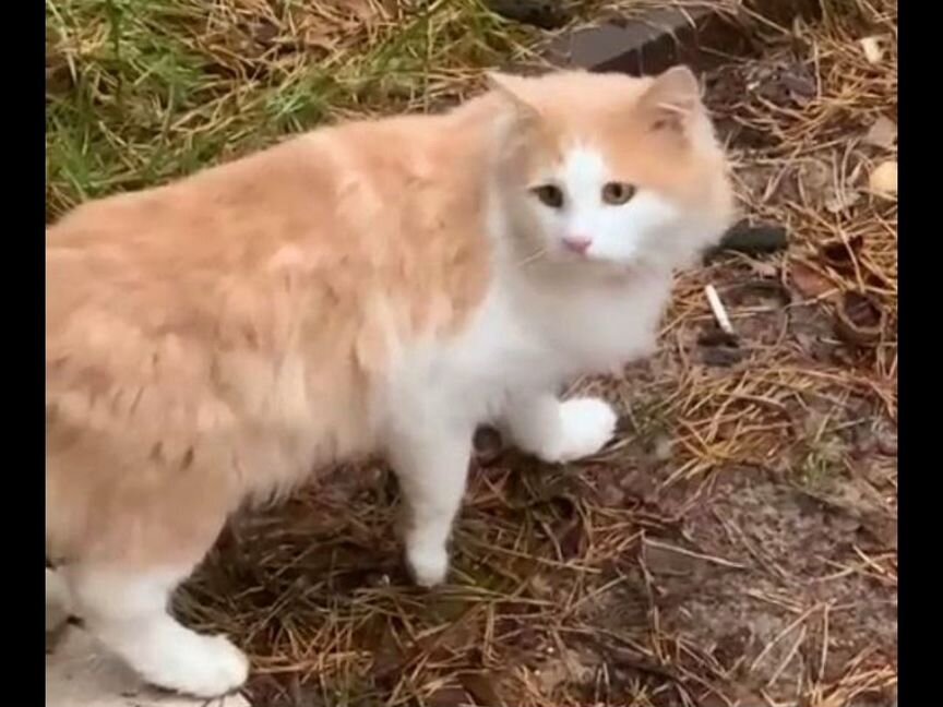 Котика вывезли в лес, питается мышами и белками