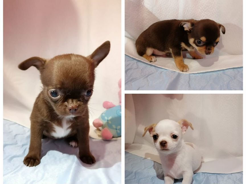 Щенки Чихуахуа Мини и Стандарт
