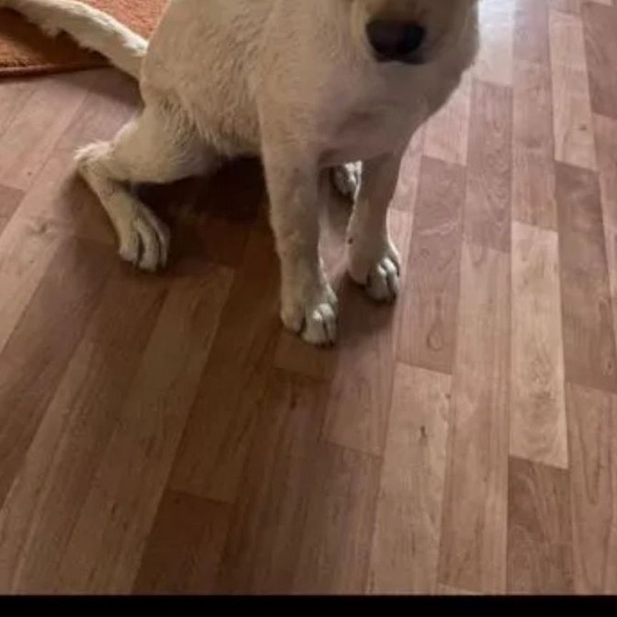 В добрые руки. Лабрадор девочка