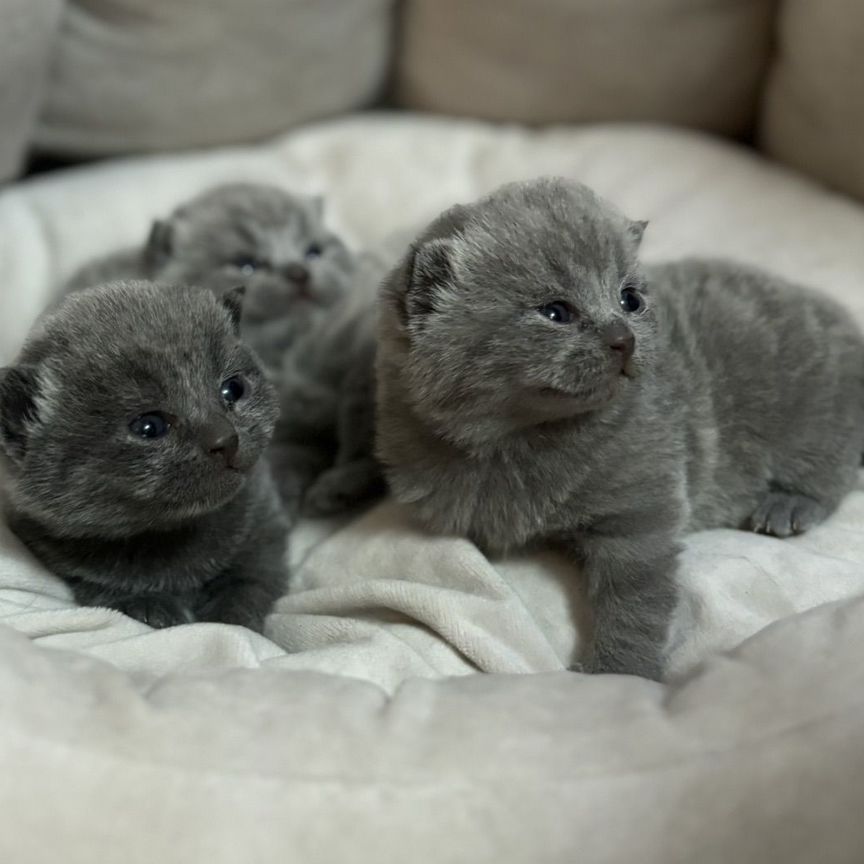 Британский короткошёрстный котёнок