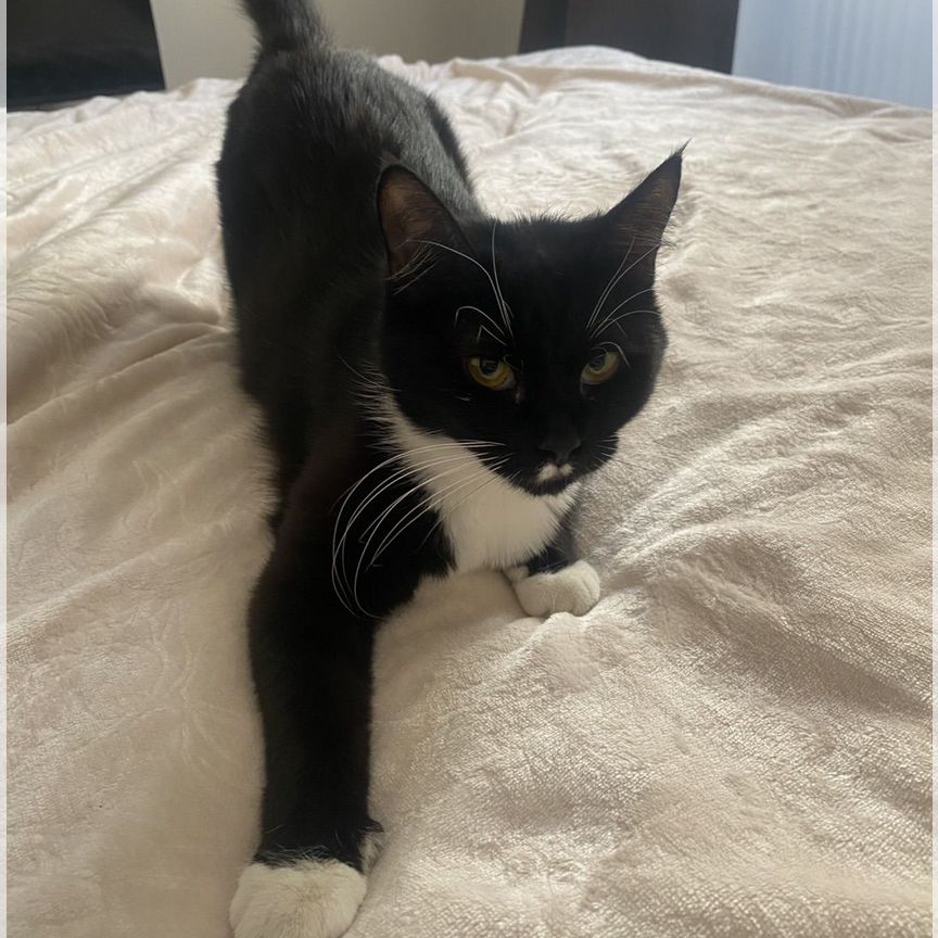 Кошечка