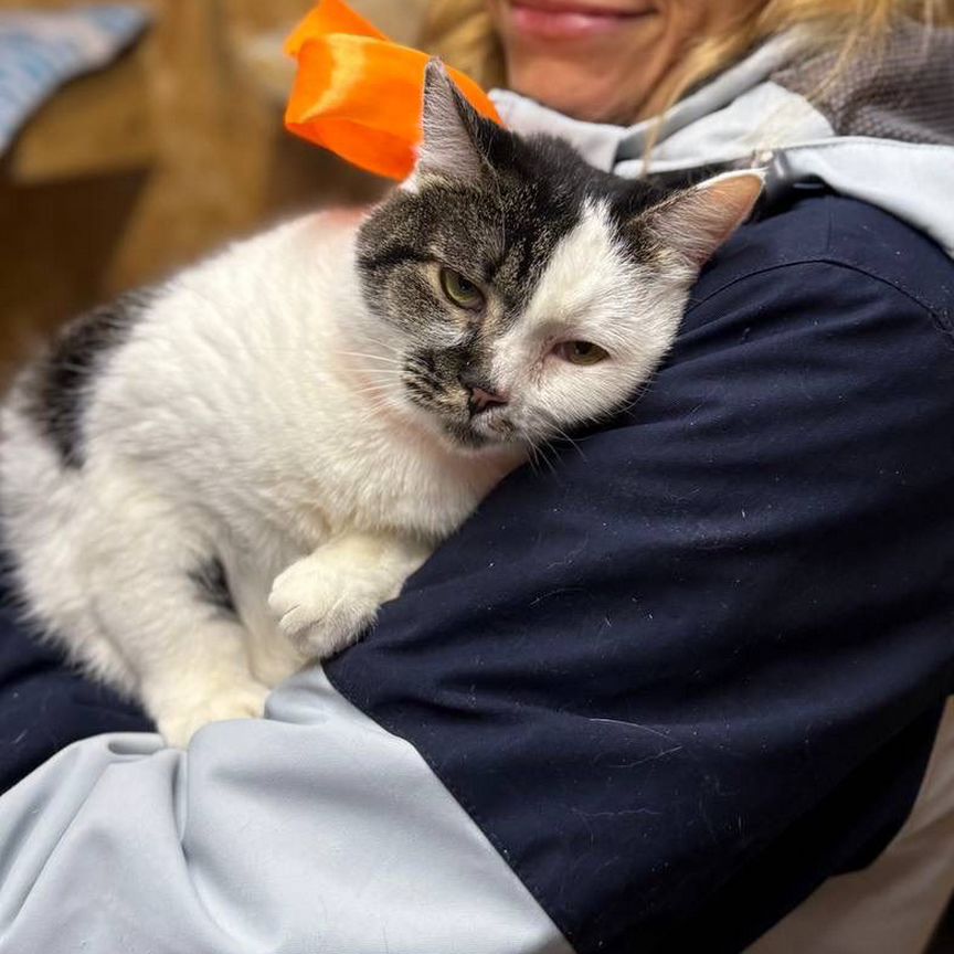 Британская короткошёрстная, взрослая кошка