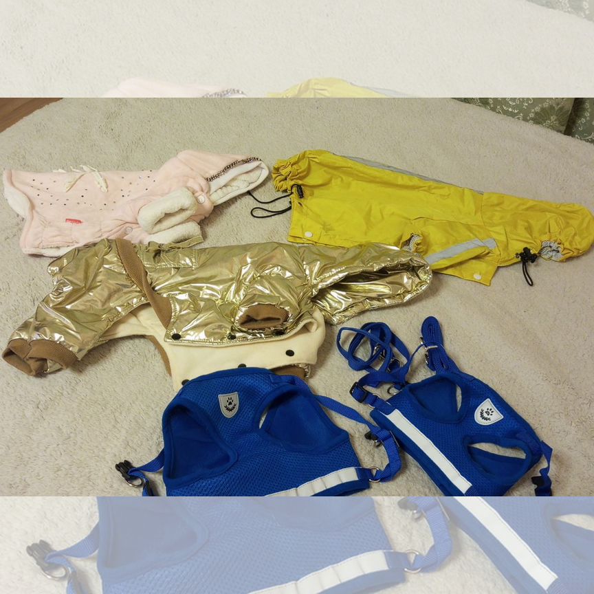 Одежда для собак мелких пород