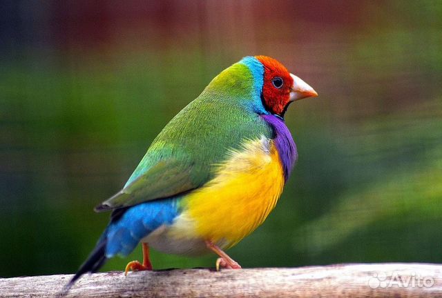 Амадина Гульдова