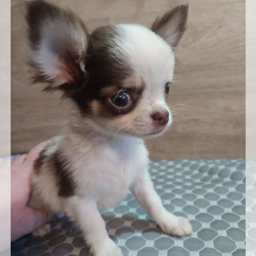 Чихуахуа, щенок