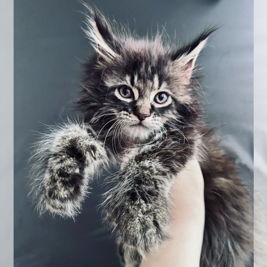 Мейн-кун котёнок