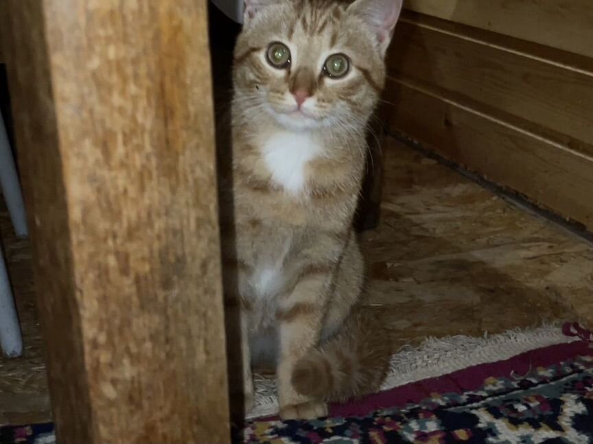 Котята в добрые руки приучены к лотку