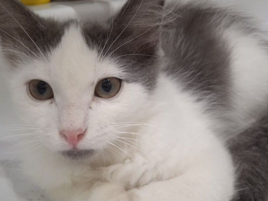 Котёнок, нежнейшая девочка ищет дом