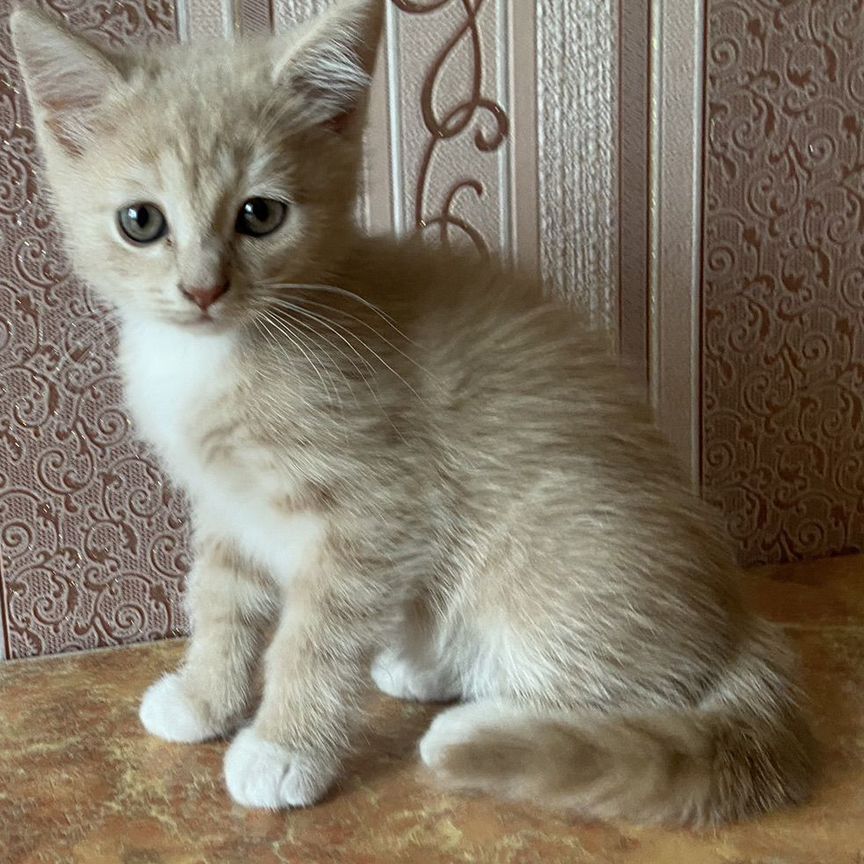 Котенок в хорошие руки (породистый)