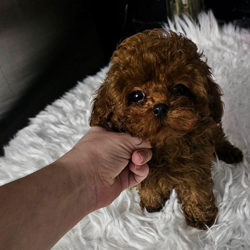 Той-пудель, щенок