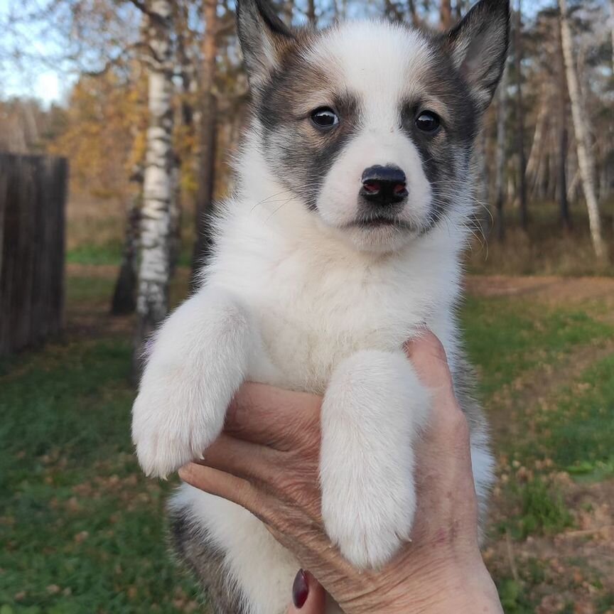 Лайка, щенок