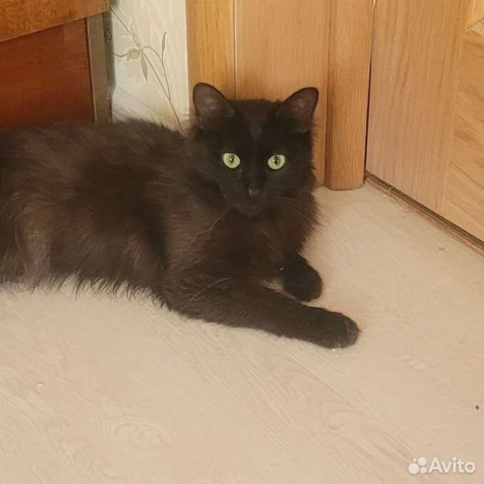 Молодой кастрированый котик