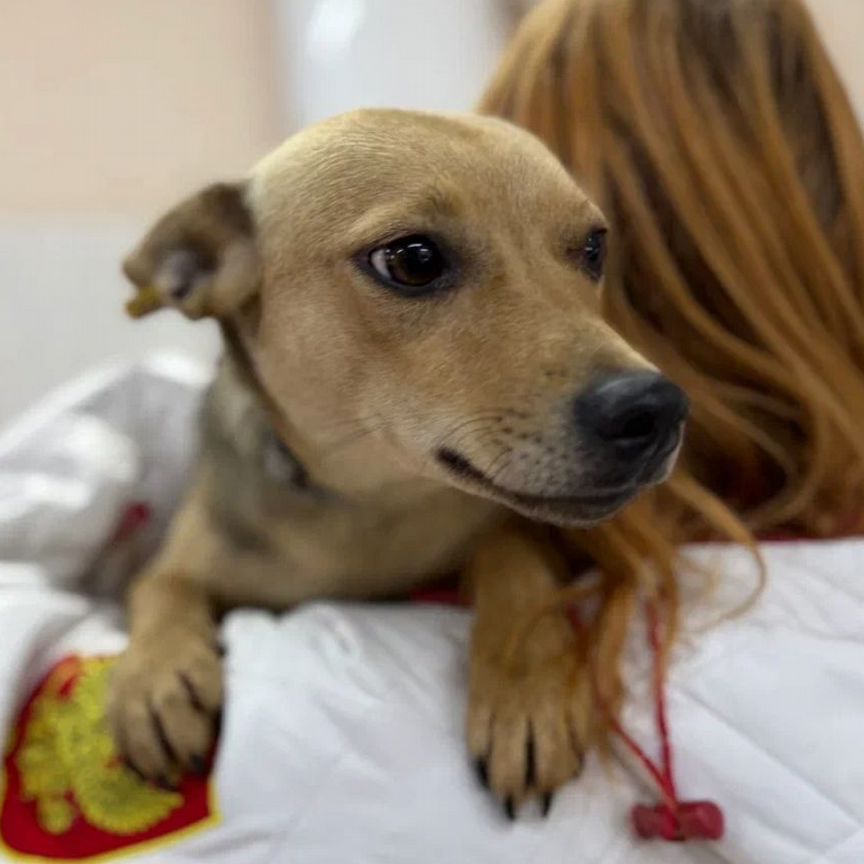 Взрослая собака в добрые руки