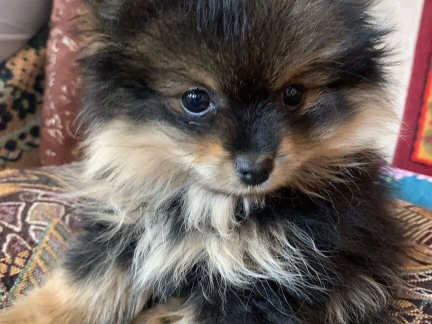 Померанский шпиц