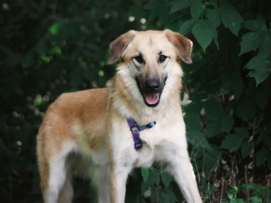 Блэр ищет дом/ собака в добрые руки