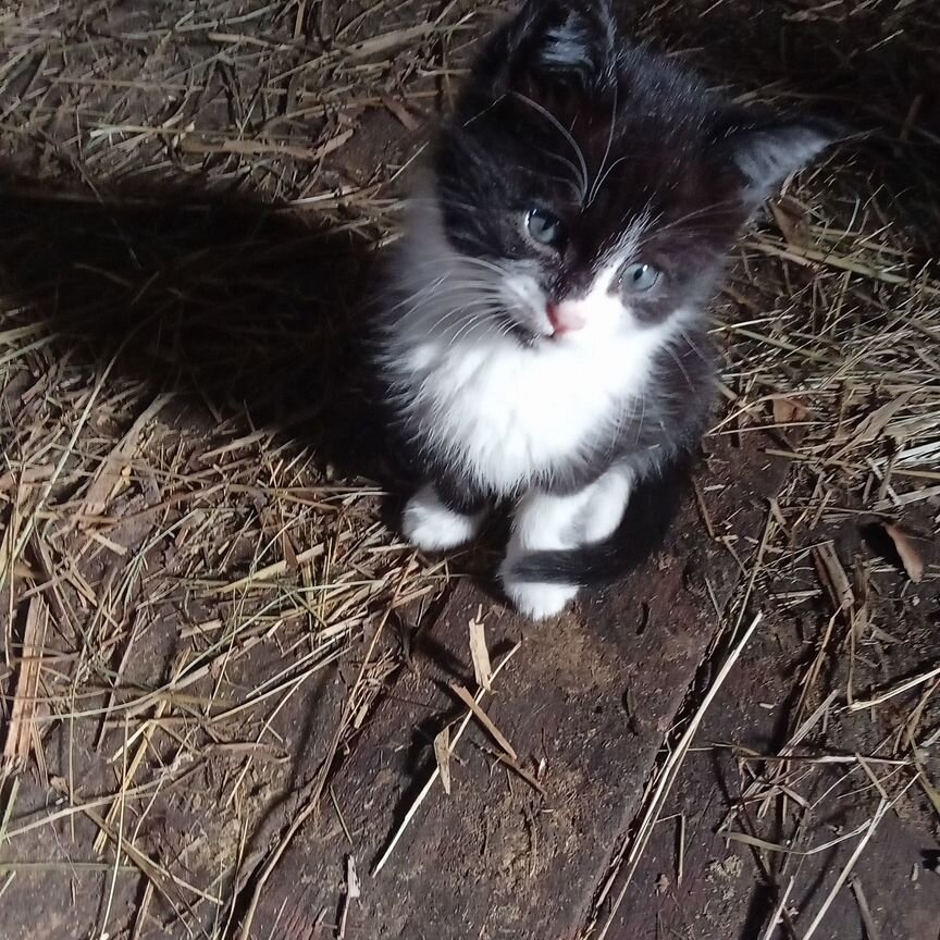 Отдадим в добрые руки котят