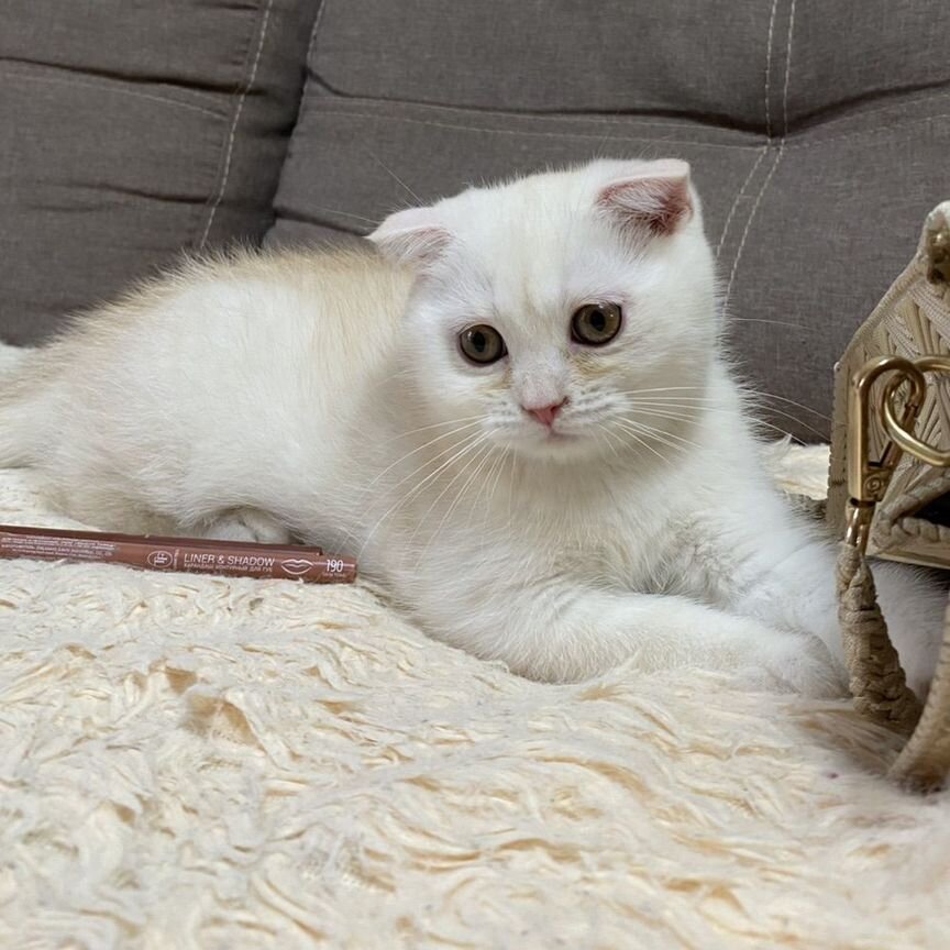 Шотландский вислоухий короткошёрстный котёнок