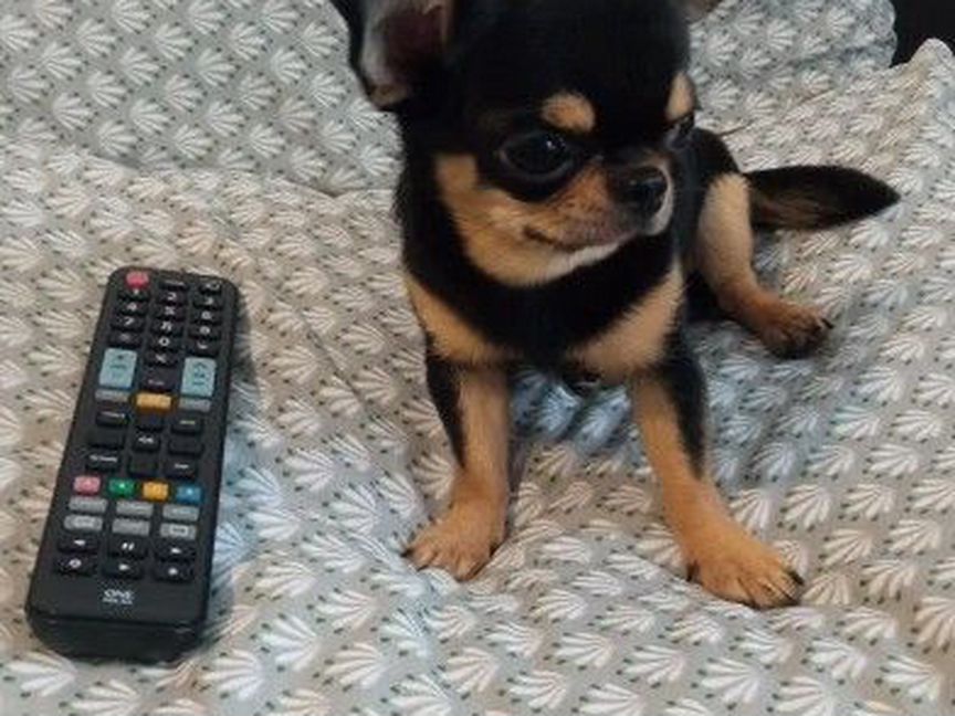 Чихуахуа вязка