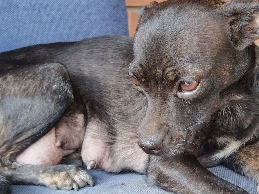 Той-терьер щенки