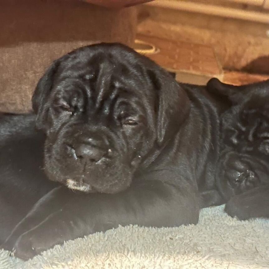 Щенки кане корсо