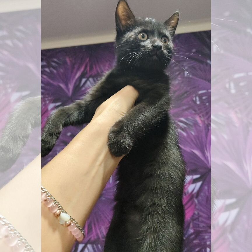 Отдам в добрые руки