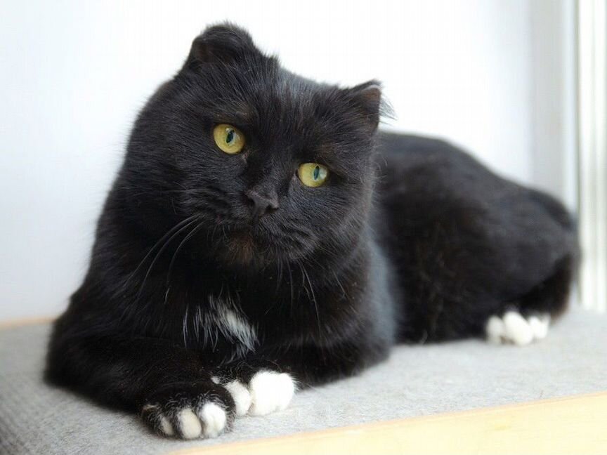 Фасоля - бесподобная кошечка в поисках дома