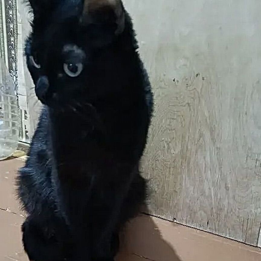 Взрослая, кошка в добрые руки