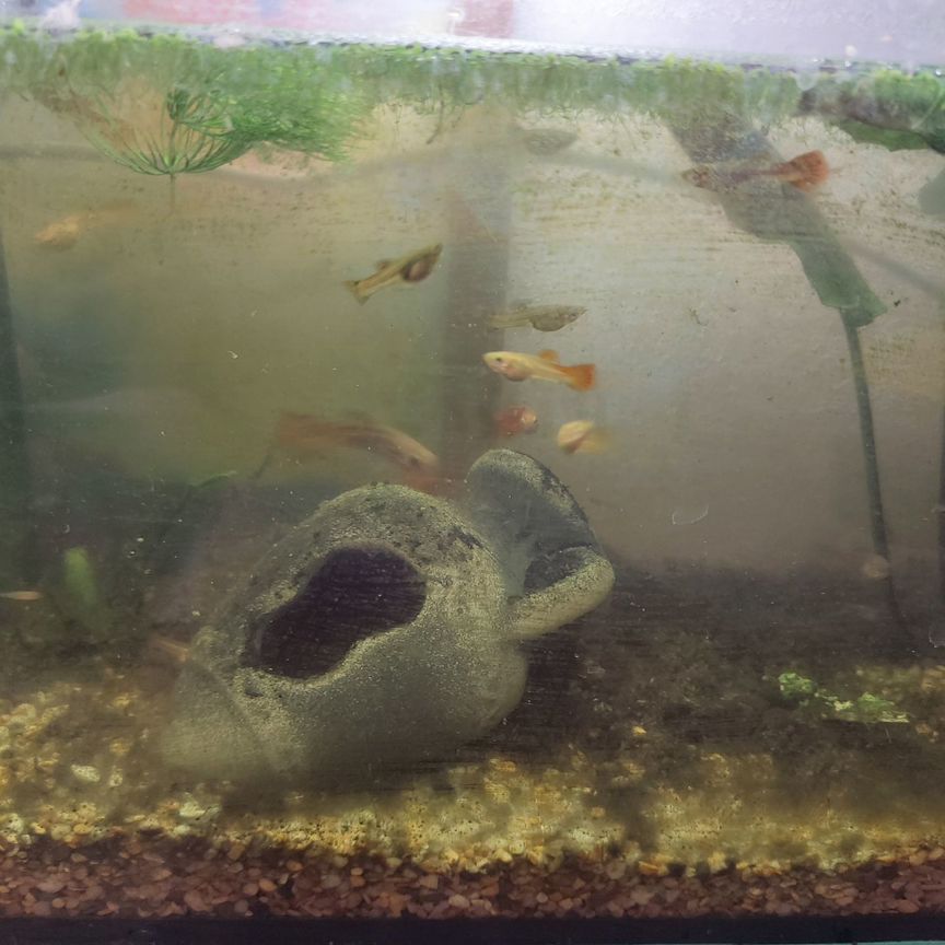 Породистые гуппи