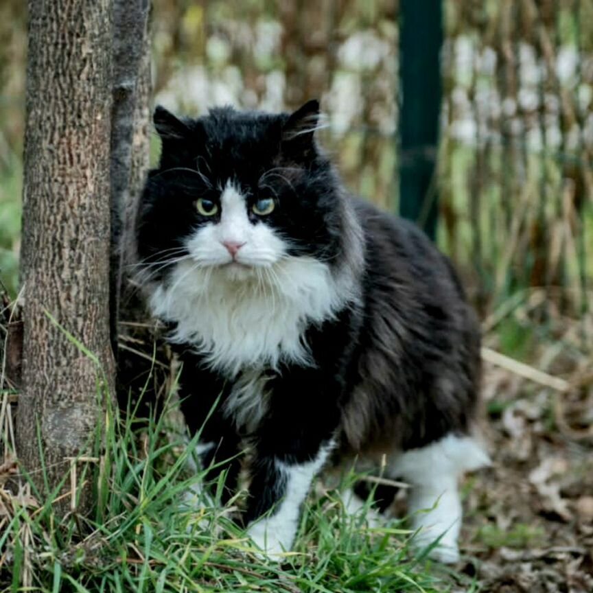 Кошка кот бесплатно в добрые руки