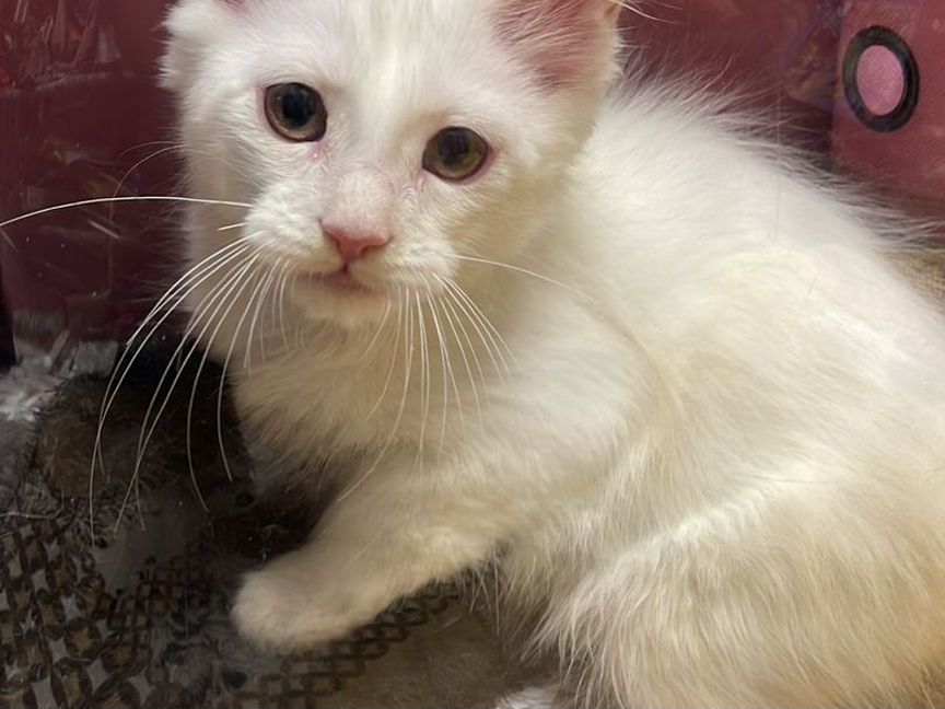 Мейн-кун девочка беленькая