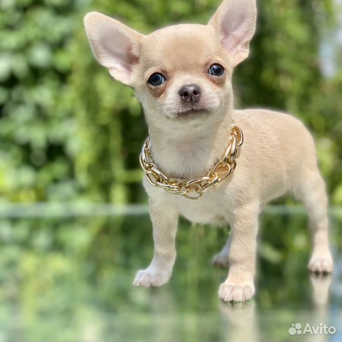 Чихуахуа лисенок