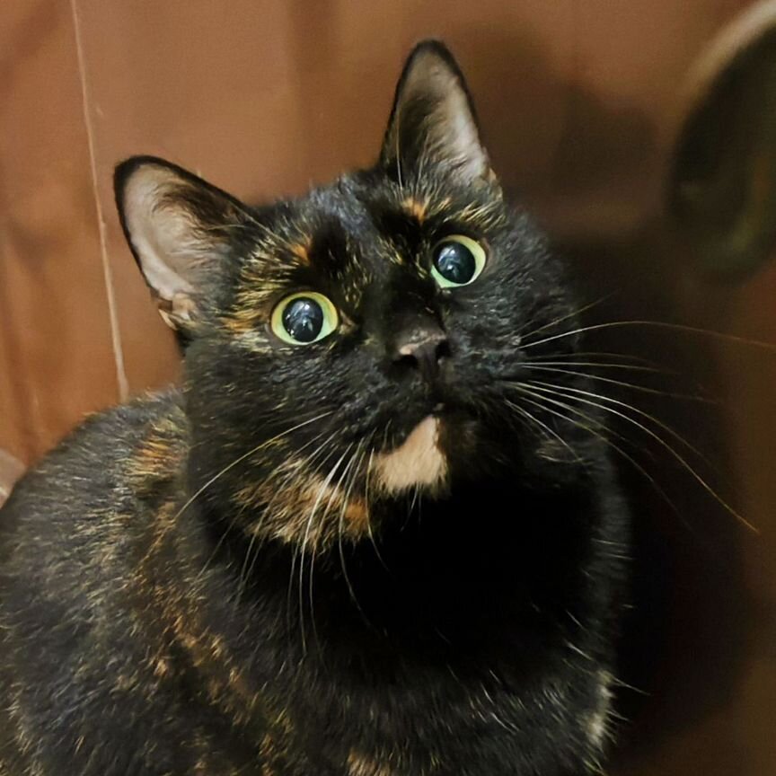 Кошка Аська в добрые руки