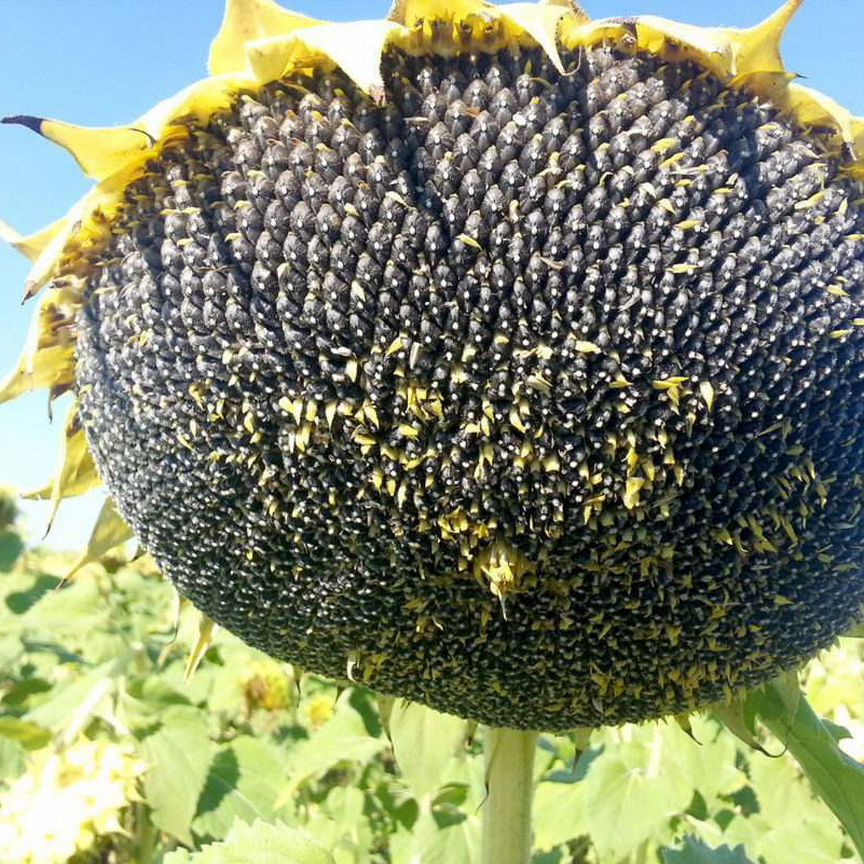 Продажа подсолнечника