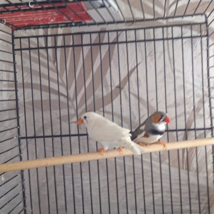 Зебровые амадины