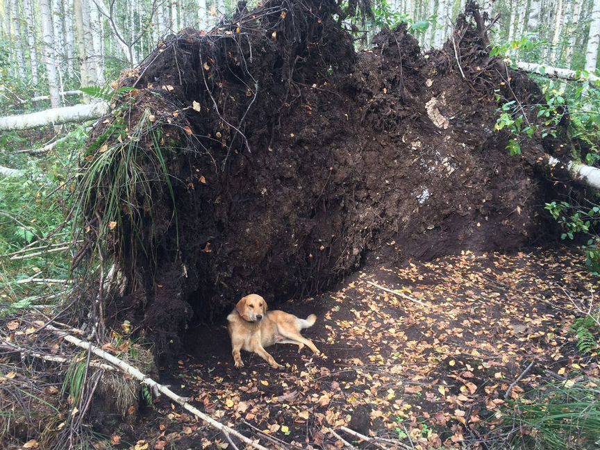 Вязка русский гончий