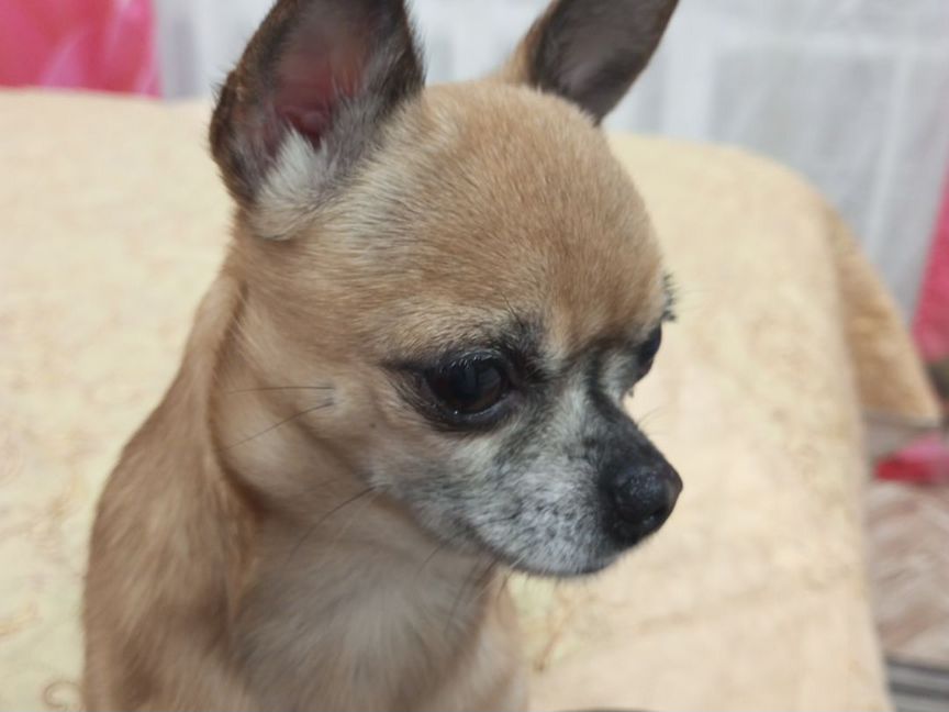 Вязка кобель чихуахуа