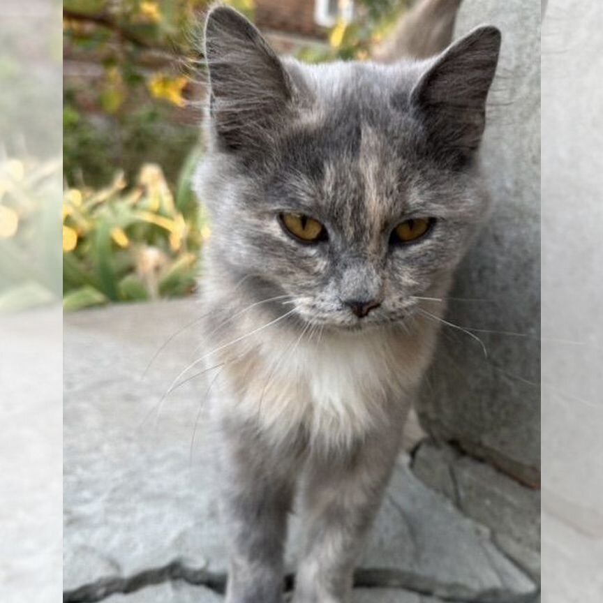 Кошечка ласковая очень