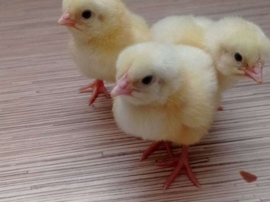 Цыплята бройлеры