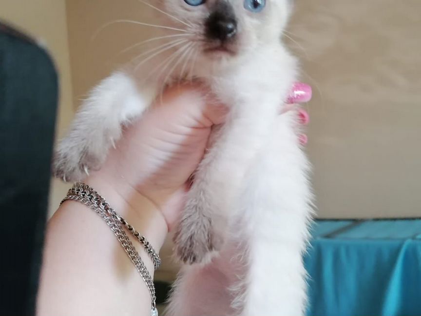 Балинезийская кошка