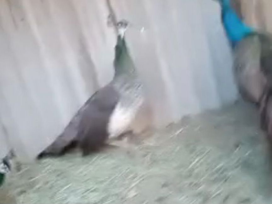 Павлин мальчик