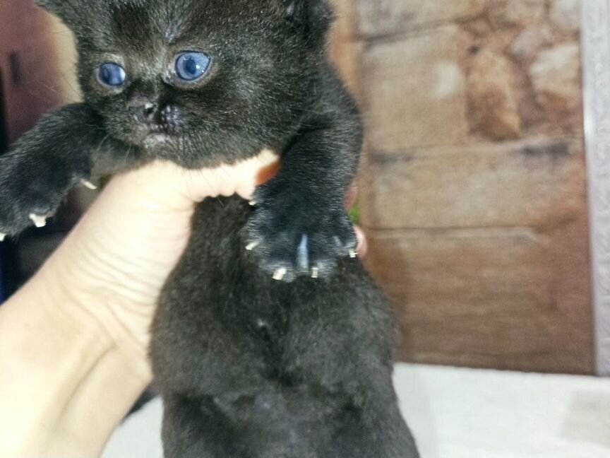 Котенок